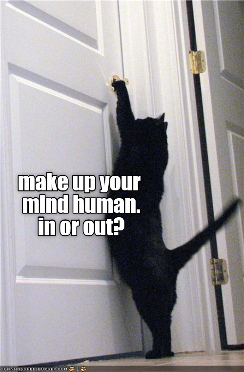 In or out? - Lolcats - lol | cat memes | funny cats | funny cat ...