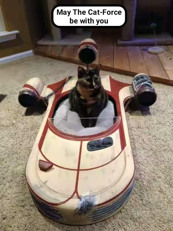 May the Cat-Force be with you - Lolcats - lol | cat memes | funny cats ...