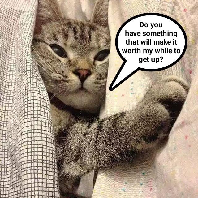 Go ahead...make my morning - Lolcats - lol | cat memes | funny cats ...