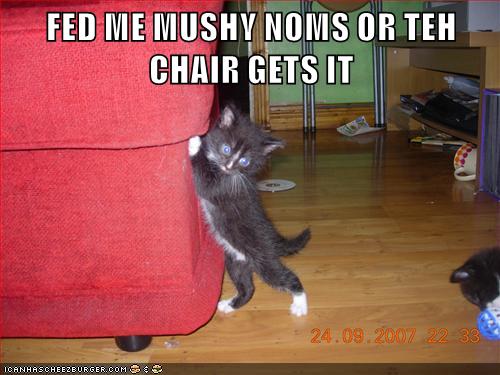 FED ME MUSHY NOMS OR TEH CHAIR GETS IT - Lolcats - lol | cat memes ...
