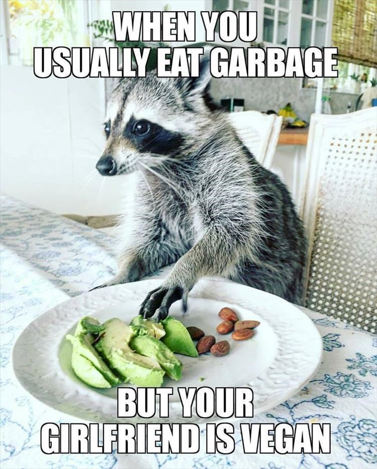 17 Funny Hungry Animals Pictures - I Can Has Cheezburger? - Funny Cats ...