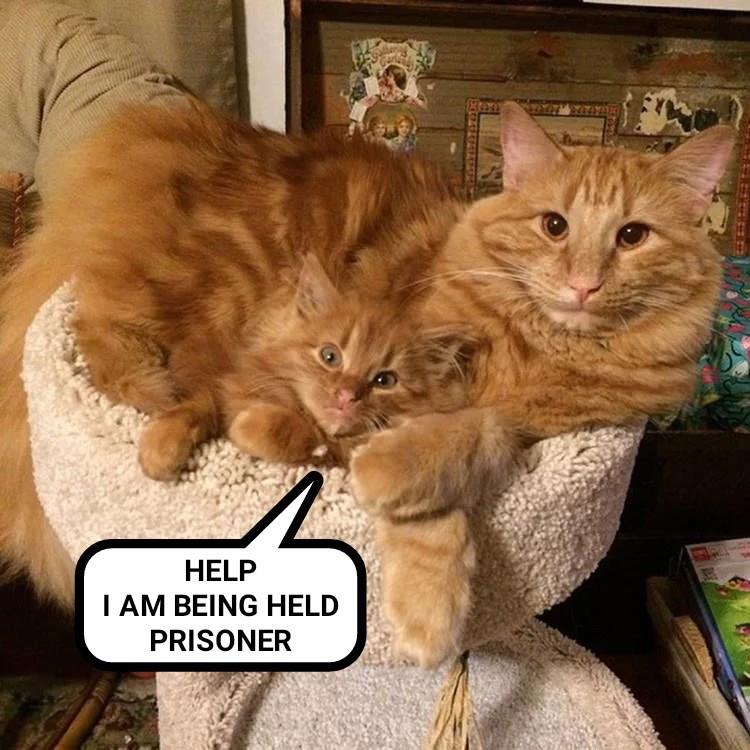 HELP I AM BEING HELD PRISONER - Lolcats - lol | cat memes | funny cats ...