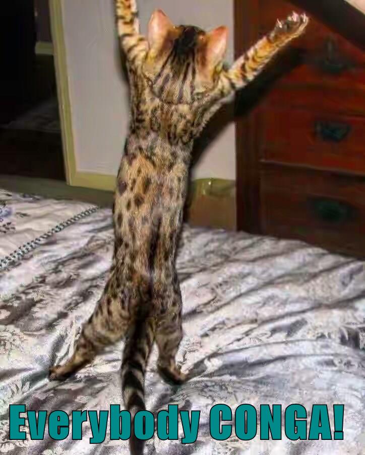 Everybody CONGA! - Lolcats - lol | cat memes | funny cats | funny cat ...