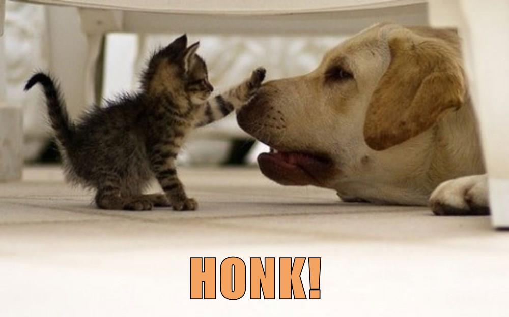 HONK! - Lolcats - lol | cat memes | funny cats | funny cat pictures ...