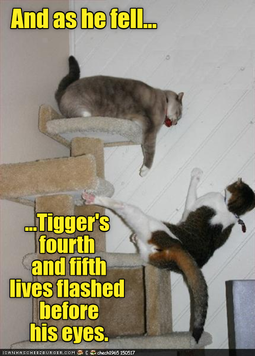 Dat last step is a doozy - Lolcats - lol | cat memes | funny cats ...