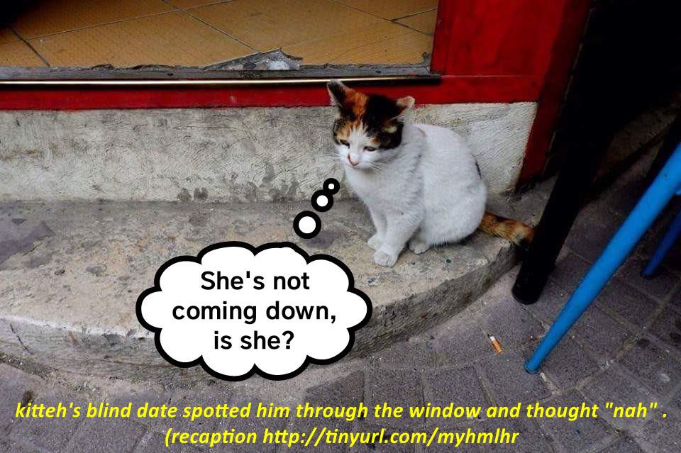 Blind date - Lolcats - lol | cat memes | funny cats | funny cat ...
