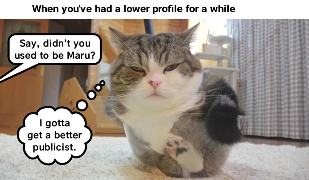 In the competitive world of celebrity cats, you can't afford to drop ...