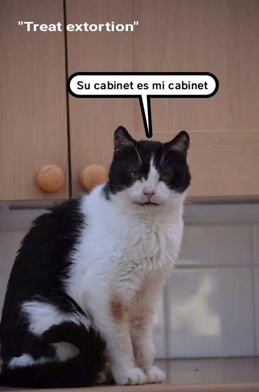 Treat extortion - Lolcats - lol | cat memes | funny cats | funny cat ...