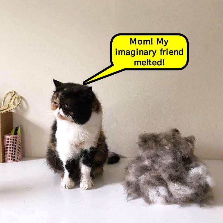 Lolcats - melting - LOL at Funny Cat Memes - Funny cat pictures with ...