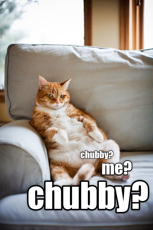 Chubby? - Lolcats - lol | cat memes | funny cats | funny cat pictures ...
