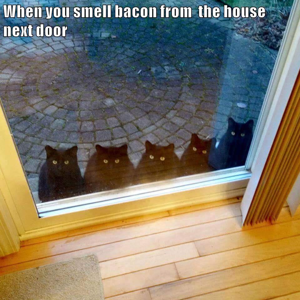 Lolcats - bacon - LOL at Funny Cat Memes - Funny cat pictures with ...