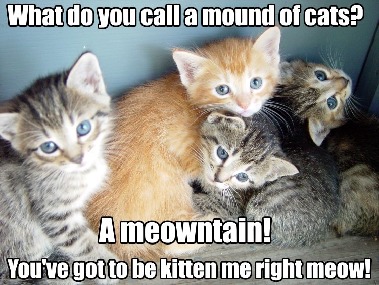 Twenty Two Terrible Tuesday Puns I Can Has Cheezburger Funny Cats
