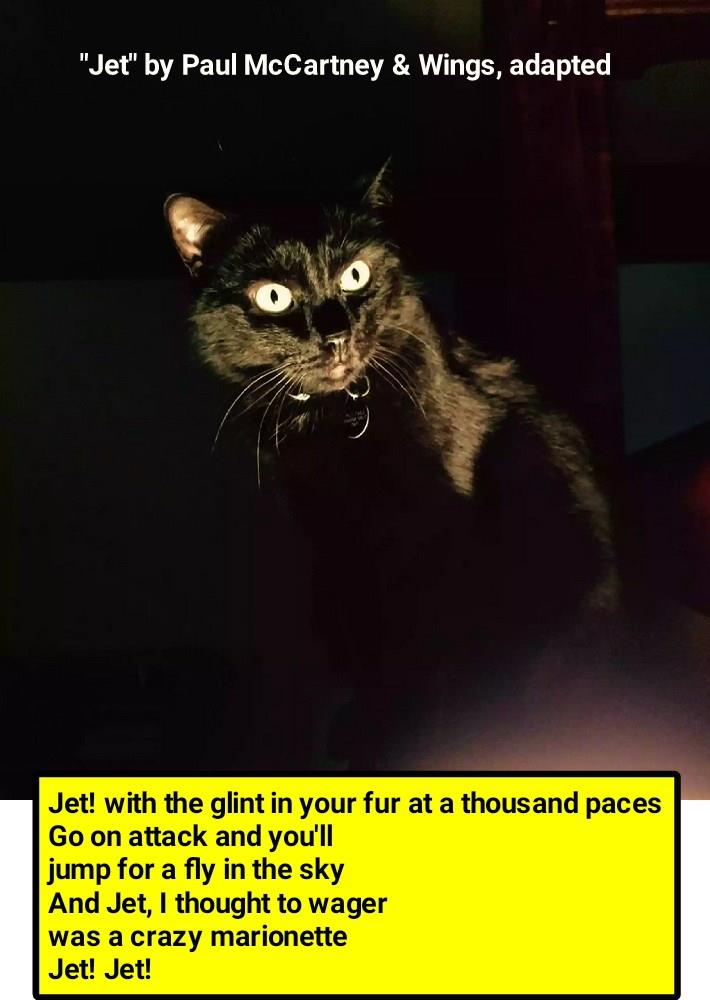 "Jet" by Paul McCartney & Wings, adapted - Lolcats - lol | cat memes ...