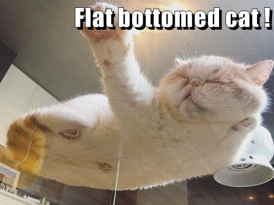 Flat bottomed cat ! - Lolcats - lol | cat memes | funny cats | funny ...