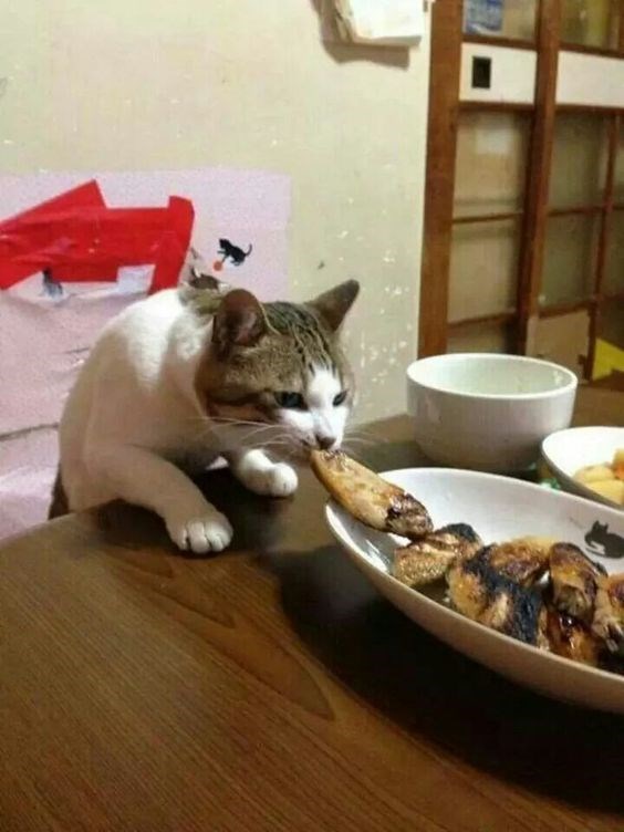 Hungry Kitten Memes
