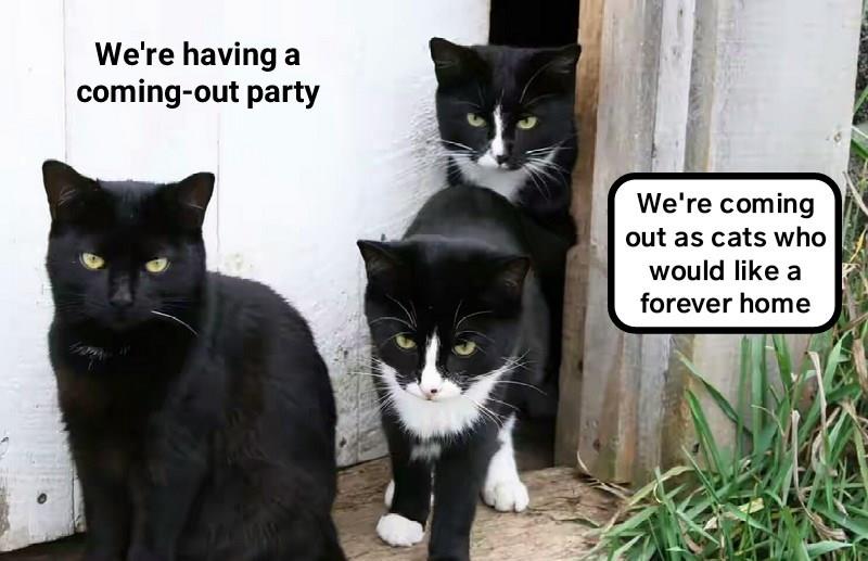 Coming out party - Lolcats - lol | cat memes | funny cats | funny cat ...