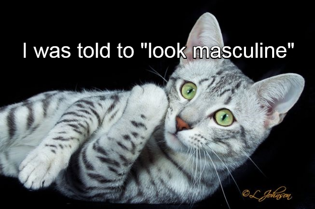Masculine it is - Lolcats - lol | cat memes | funny cats | funny cat ...