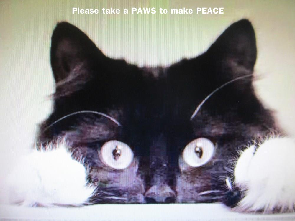 Lolcats - peace - LOL at Funny Cat Memes - Funny cat pictures with ...