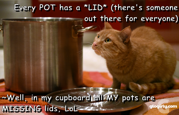 Every POT has a *LID* - Lolcats - lol | cat memes | funny cats | funny ...
