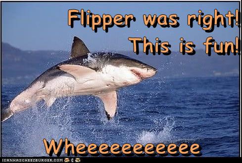 Flipper was right! - Animal Comedy - Animal Comedy, funny animals ...