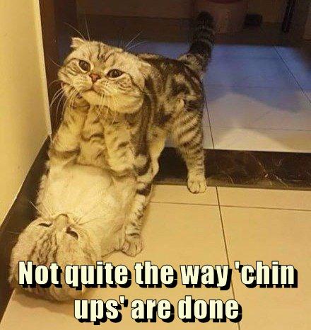 Not quite the way 'chin ups' are done - Lolcats - lol | cat memes ...