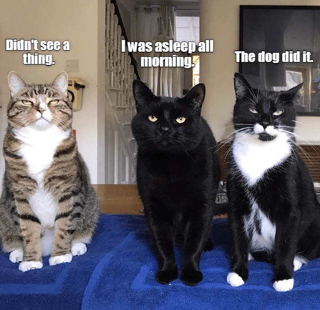 Uh huh. - Lolcats - lol | cat memes | funny cats | funny cat pictures ...