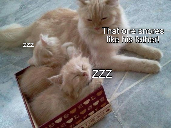 ZZZ - Lolcats - lol | cat memes | funny cats | funny cat pictures with ...