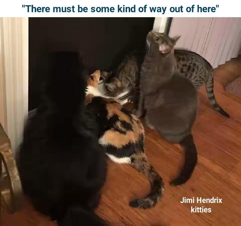 Jimi Hendrix kitties - Lolcats - lol | cat memes | funny cats | funny ...