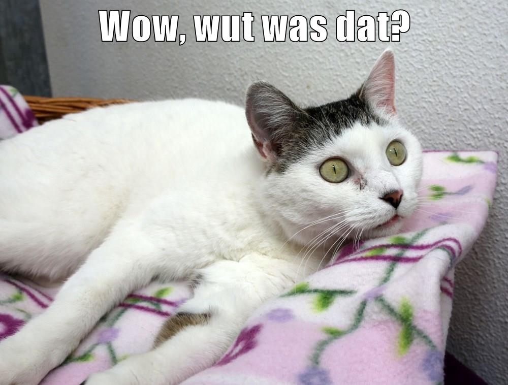 Wow, wut was dat? - Lolcats - lol | cat memes | funny cats | funny cat ...
