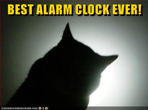 BEST ALARM CLOCK EVER! - Lolcats - lol | cat memes | funny cats | funny ...