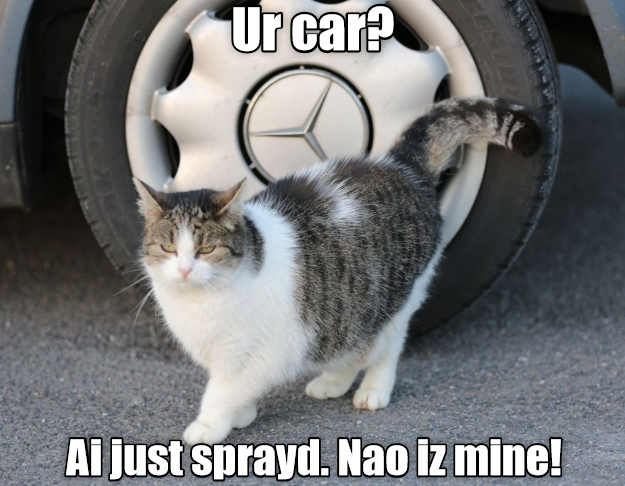 Iz Liek A Contract U Knoe - Lolcats - lol | cat memes | funny cats ...