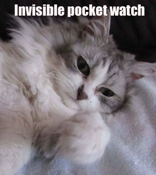 Invisible pocket watch - Lolcats - lol | cat memes | funny cats | funny ...