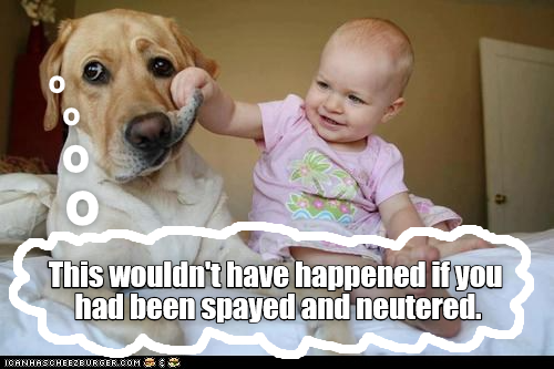 Don't forget to spay and neuter your humans - I Has A Hotdog - Dog ...