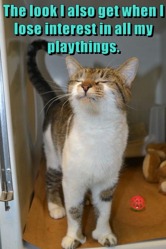 The look - Lolcats - lol | cat memes | funny cats | funny cat pictures ...