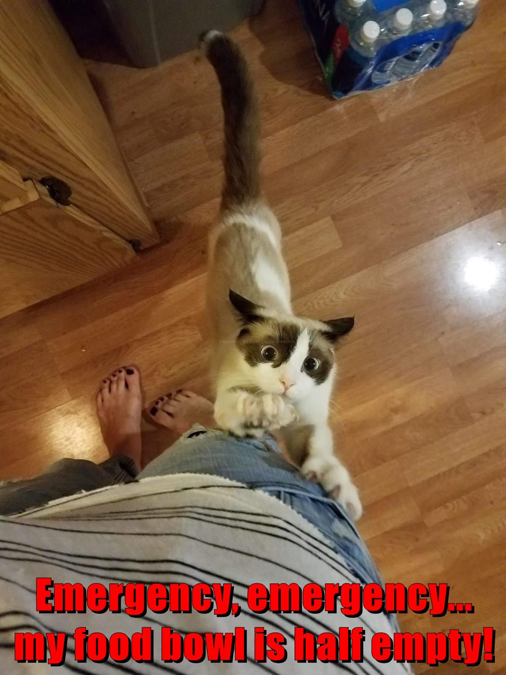 Emergency, emergency... my food bowl is half empty! - Lolcats - lol ...