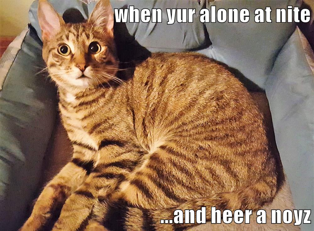 when yur alone at nite ...and heer a noyz - Lolcats - lol | cat memes ...