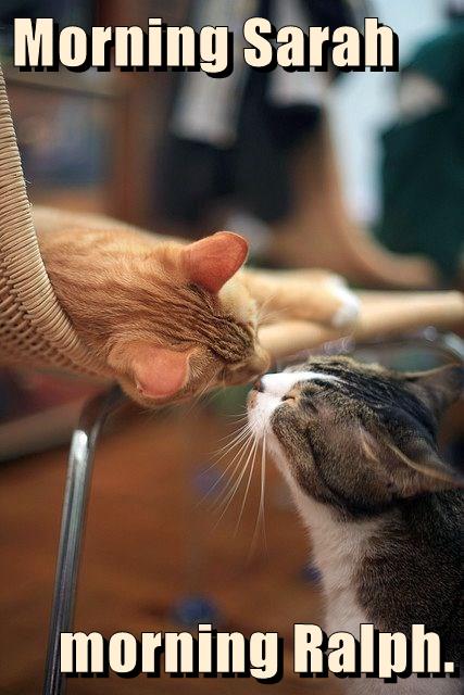 Morning Sarah morning Ralph. - Cats N' Kittens - Cat Pictures - Cute ...