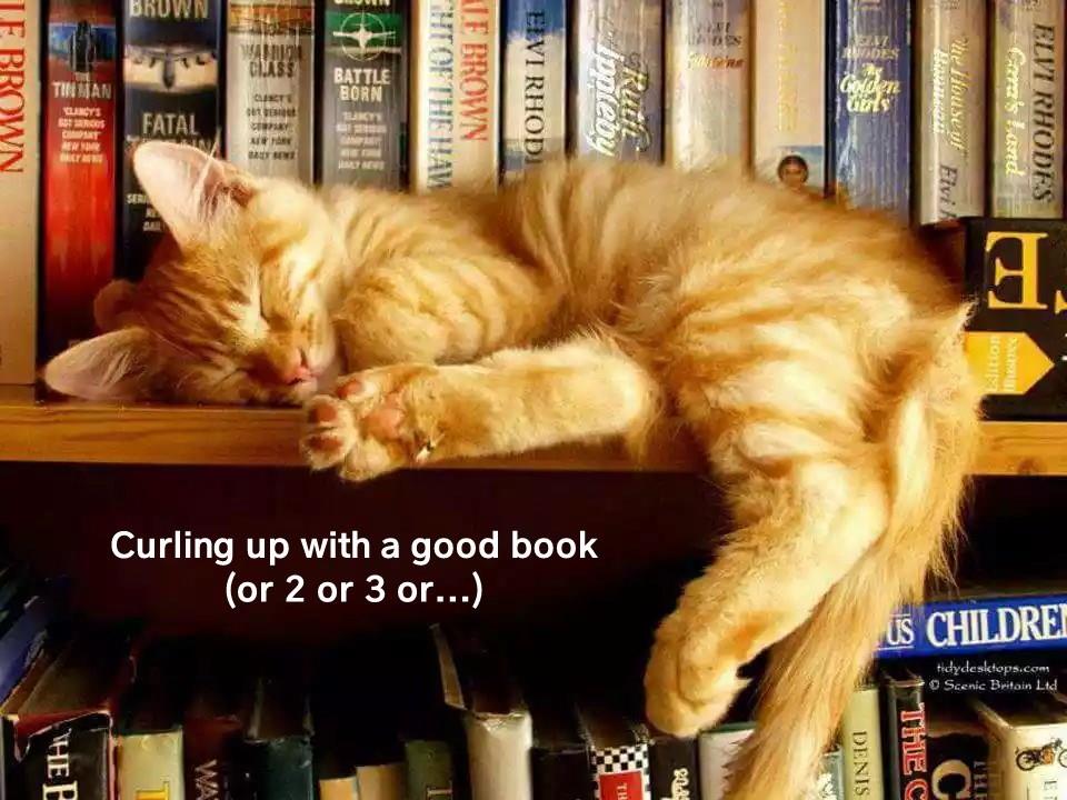 Curling up with a good book - Lolcats - lol | cat memes | funny cats ...