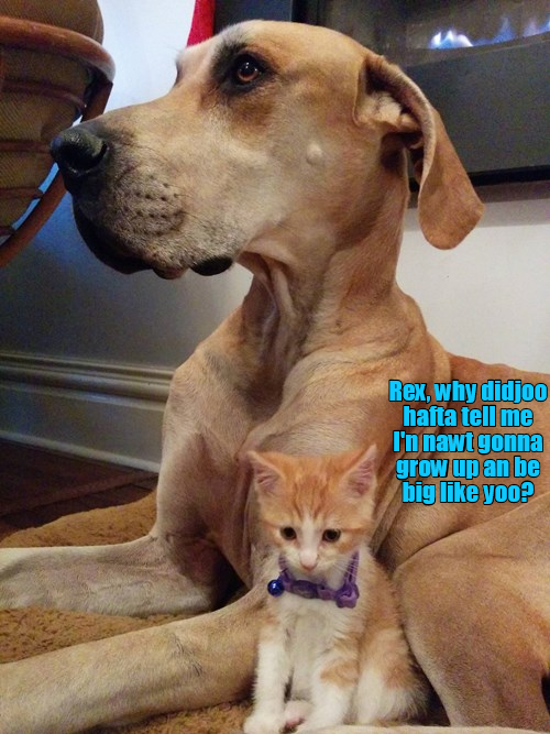 It's juss nawt fair - Lolcats - lol | cat memes | funny cats | funny ...