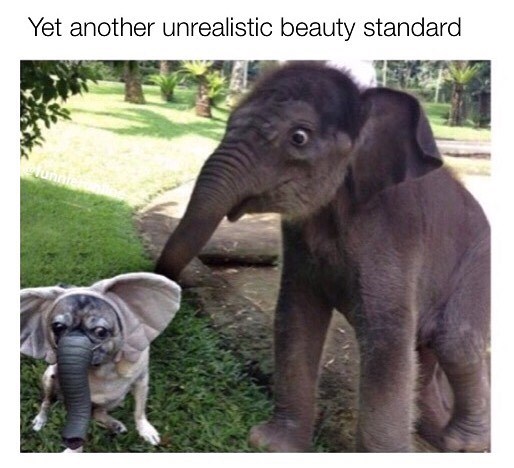 Memes De Un Elefante Texto En árabe: Meme Divertido De Elefante