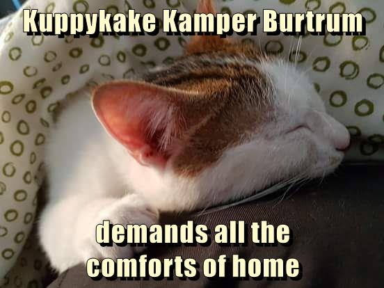 Kuppykake Kamper Burtrum - Lolcats - lol | cat memes | funny cats ...