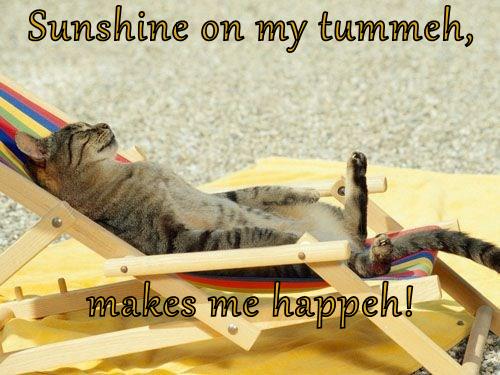 Sunshine on my tummeh, makes me happeh! - Lolcats - lol | cat memes ...