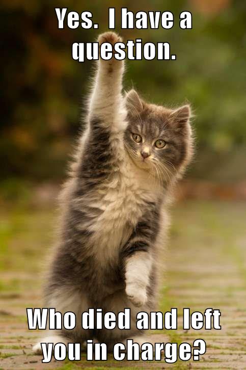 Yes. I have a question. - Lolcats - lol | cat memes | funny cats ...