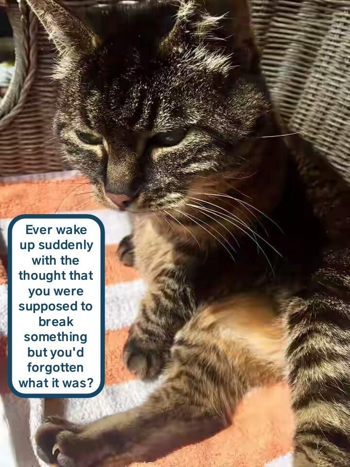 I hate when that happens - Lolcats - lol | cat memes | funny cats ...