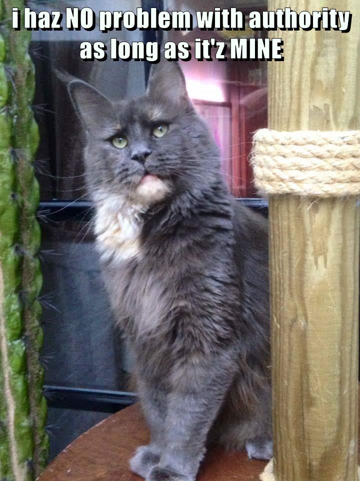 NO problem - Lolcats - lol | cat memes | funny cats | funny cat ...