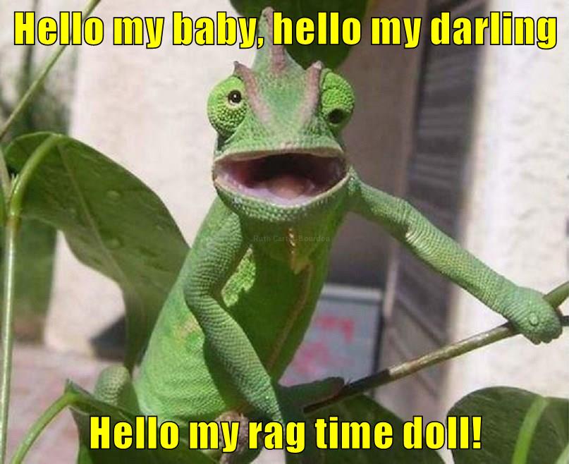 Hello my baby - Animal Comedy - Animal Comedy, funny animals, animal gifs