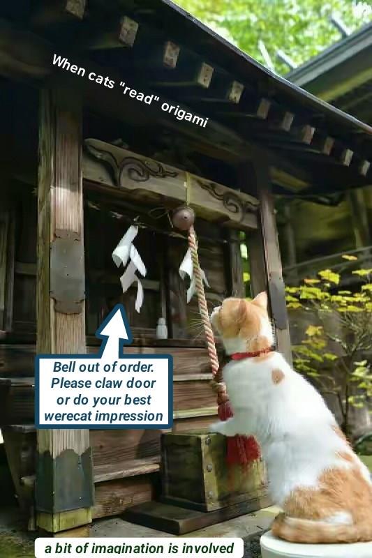 When cats "read" origami - Lolcats - lol | cat memes | funny cats ...