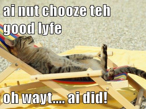 Ai nut chooze - Lolcats - lol | cat memes | funny cats | funny cat ...