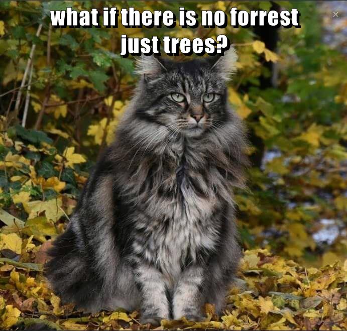 What if there is no forrest - Lolcats - lol | cat memes | funny cats ...