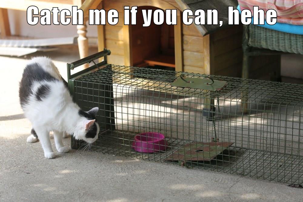 Catch me if you can, hehe - Lolcats - lol | cat memes | funny cats ...